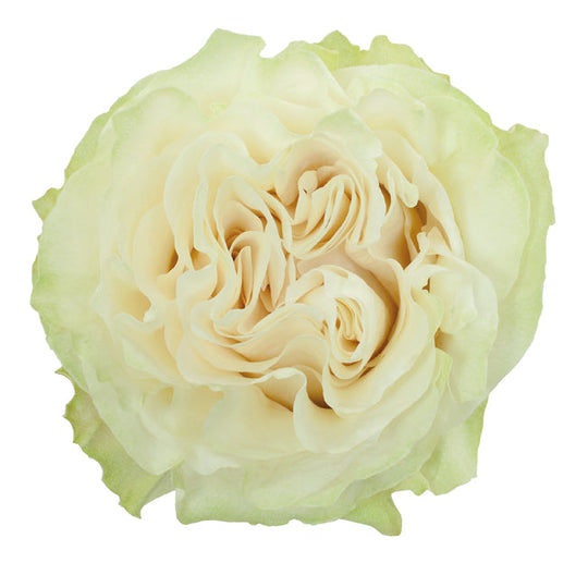 Rose - Moonstone – Bloom Culture Flowers