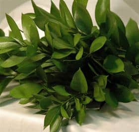 Israeli Ruscus – Bloom Culture Flowers