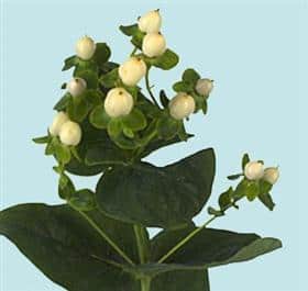 Hypericum Berry - White – Bloom Culture Flowers