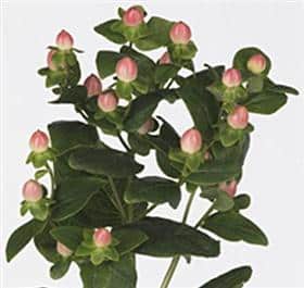 Hypericum Berry - Pink – Bloom Culture Flowers