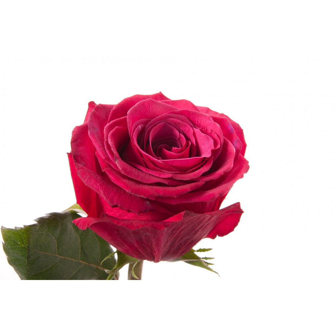 Rose - Roseberry Magenta – Bloom Culture Flowers