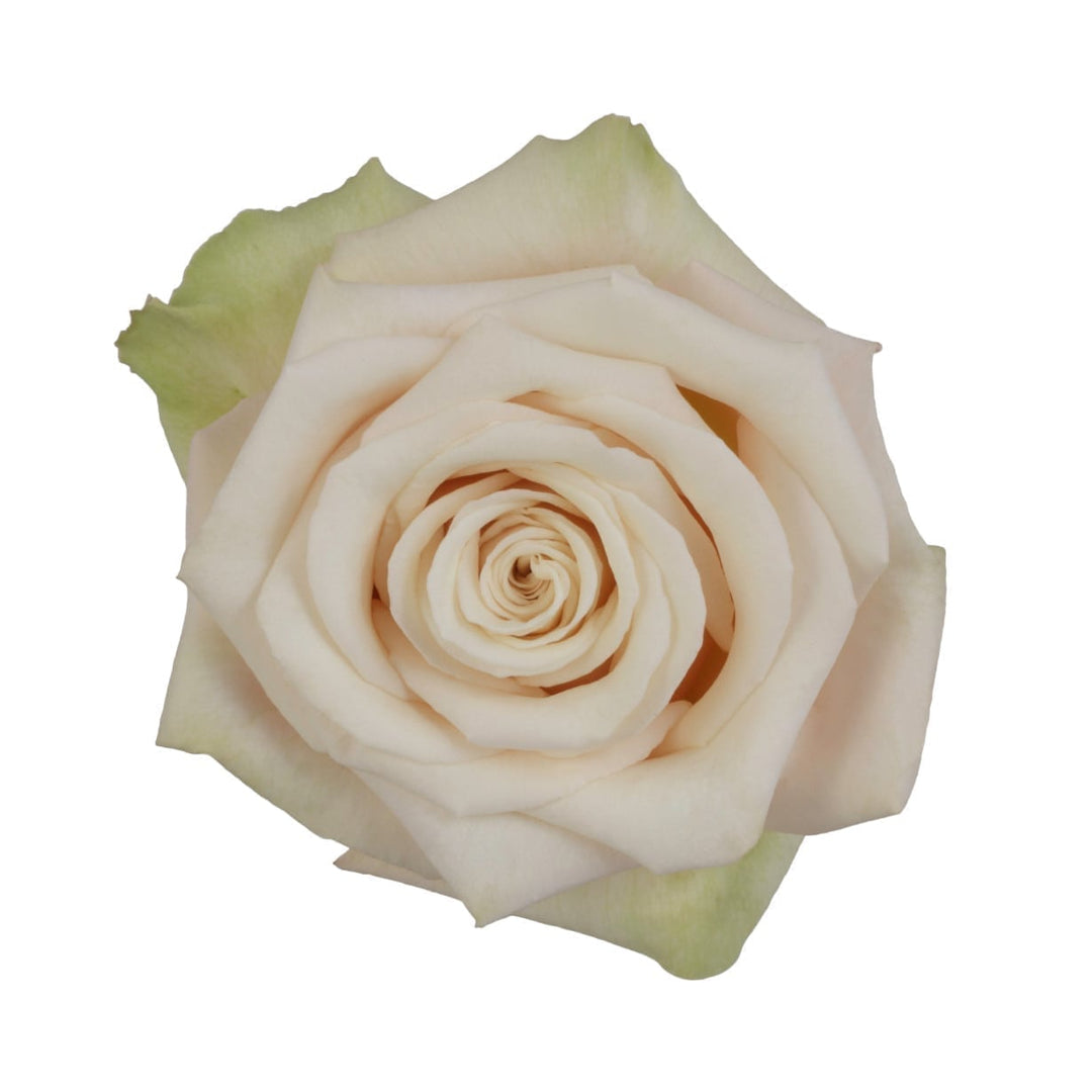 Rose - Sahara – Bloom Culture Flowers