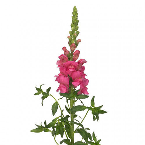 Bulk Dark Pink Snapdragons for DIY Weddings - Bloom Culture Flowers