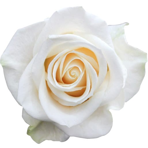 Rose - Vendela (ivory w/ blush center) – Bloom Culture Flowers