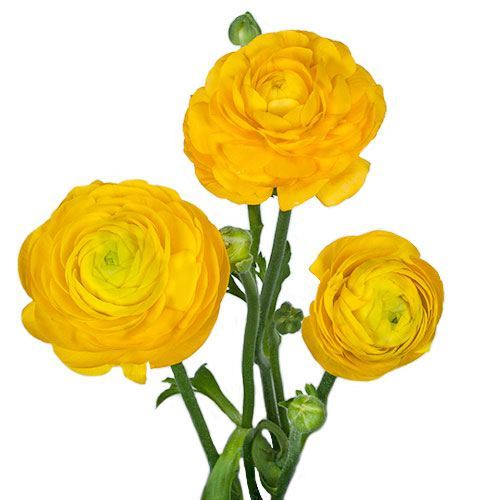 Bulk Yellow Ranunculus for DIY Weddings - Bloom Culture Flowers
